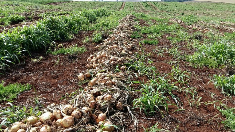 AGROCINCO - Cebola Irati F1