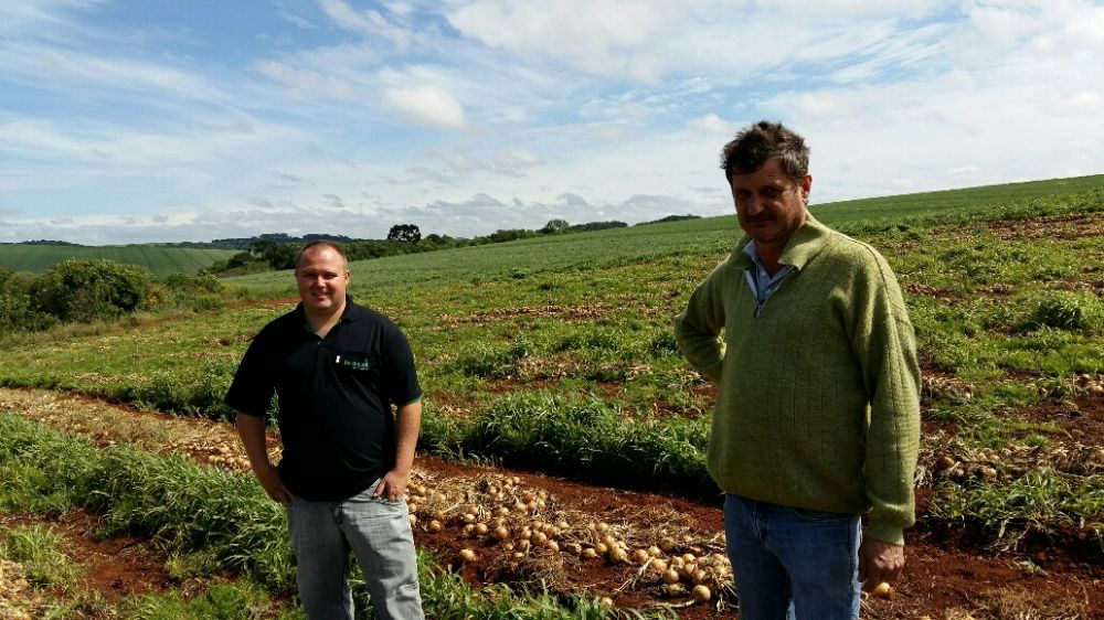 AGROCINCO - Cebola Irati F1