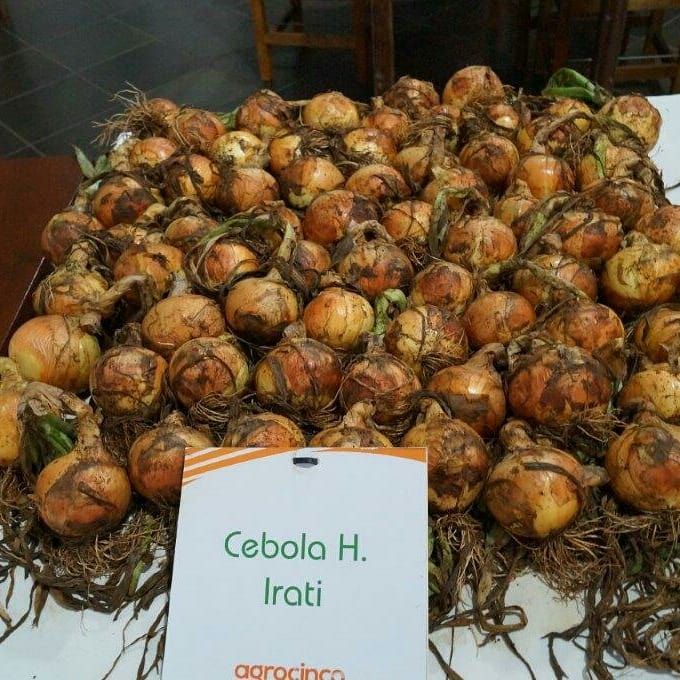 AGROCINCO - Cebola Irati F1