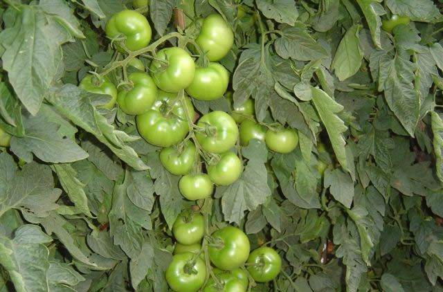 AGROCINCO - Nemo - Netta F1