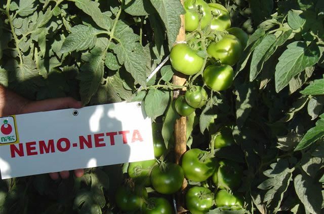 AGROCINCO - Nemo - Netta F1