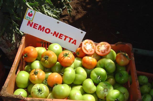 AGROCINCO - Nemo - Netta F1