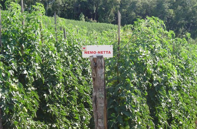 AGROCINCO - Nemo - Netta F1