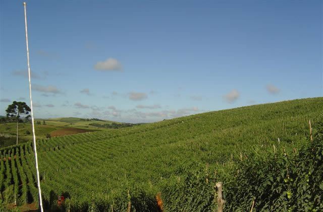 AGROCINCO - Nemo - Netta F1