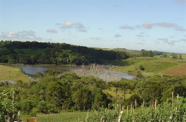 AGROCINCO - Nemo - Netta F1