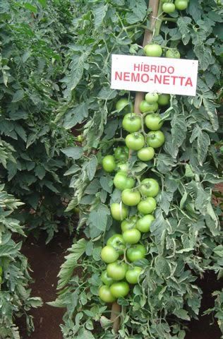 AGROCINCO - Nemo - Netta F1