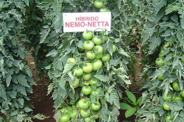 AGROCINCO - Nemo - Netta F1