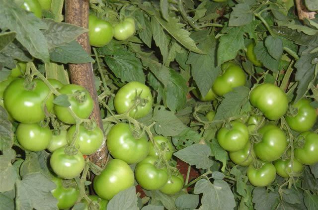 AGROCINCO - Nemo - Netta F1