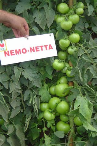 AGROCINCO - Nemo - Netta F1