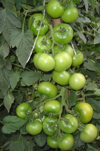 AGROCINCO - Nemo - Netta F1