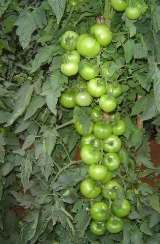 AGROCINCO - Nemo - Netta F1