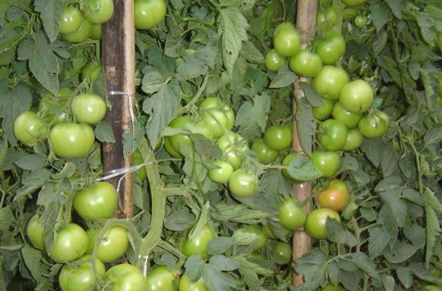 AGROCINCO - Nemo - Netta F1