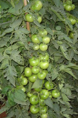 AGROCINCO - Nemo - Netta F1