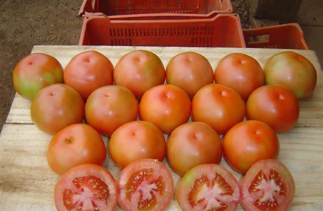 AGROCINCO - Nemo - Netta F1