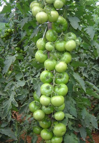 AGROCINCO - Nemo - Netta F1